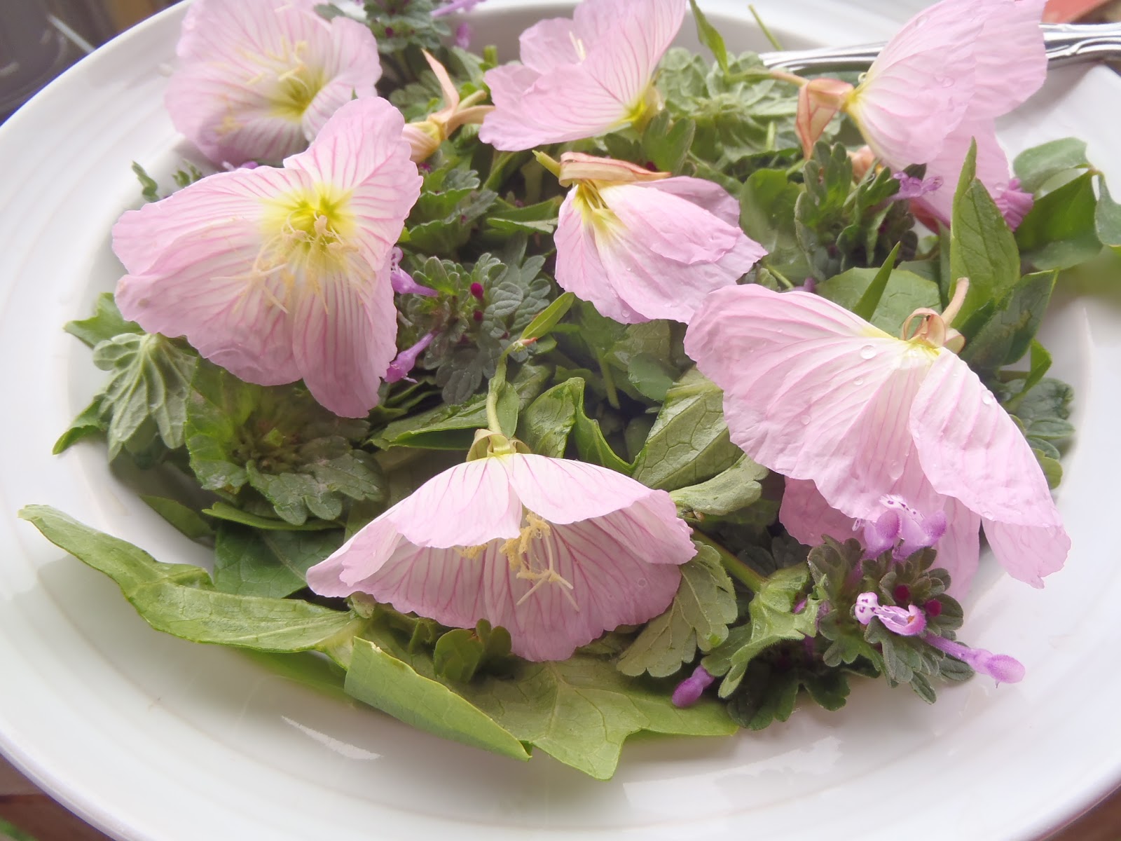 Becky's Blog - lots of fun shtuff: San Antonio Edible Weeds - What's in ...