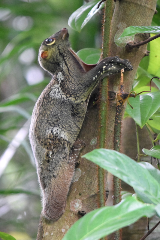 Singapore Wild Animals: Colugo
