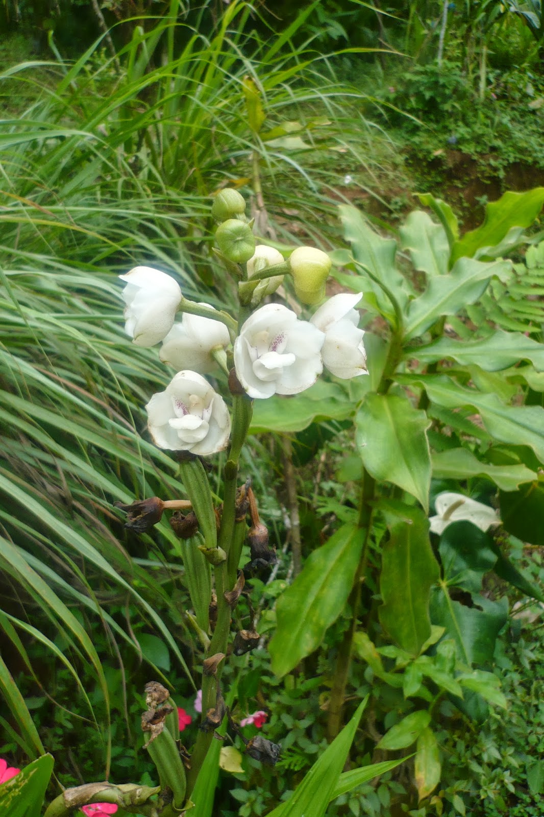 Flor Del Espiritu Santo.