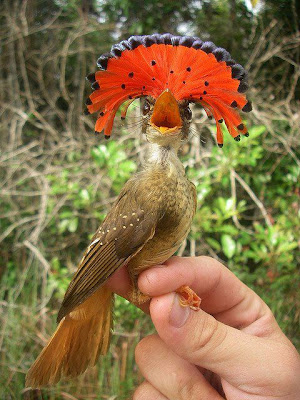 THE ROYAL FLYCATCHERS - Stunning Interesting Facts