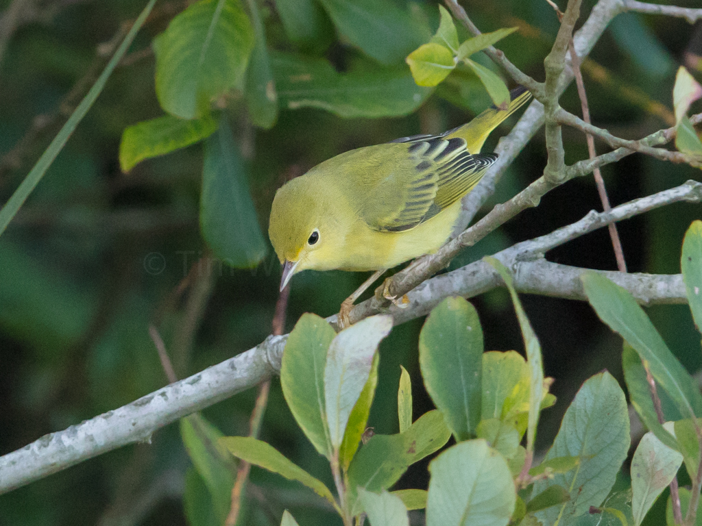 Colyton Wildlife: MEGA: American Yellow Warbler