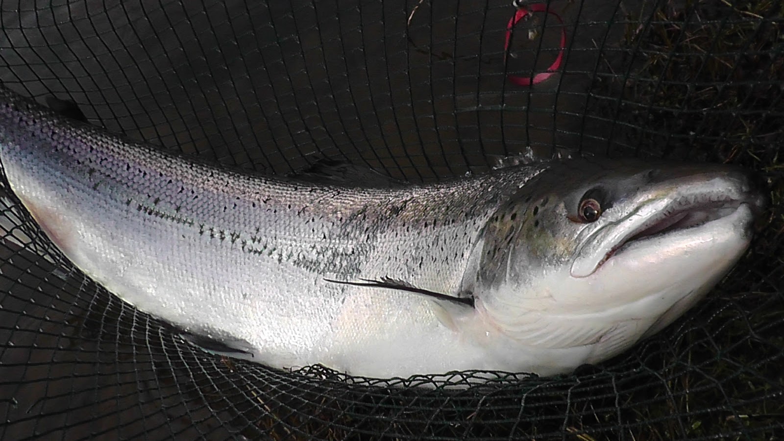 Salmon Fishing Scotland.: Salmon Fishing Scotland Catching Spring ...