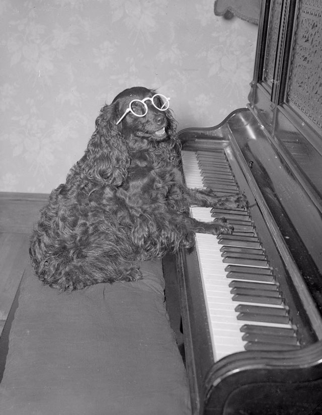 These Humorous Vintage Photos That You Can Only Find in Dogs ~ Vintage ...