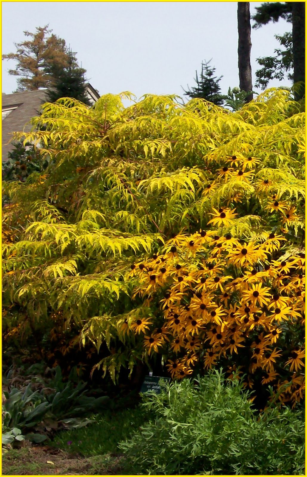 The Vermont Gardener: Tiger Eye Cutleaf Staghorn Sumac