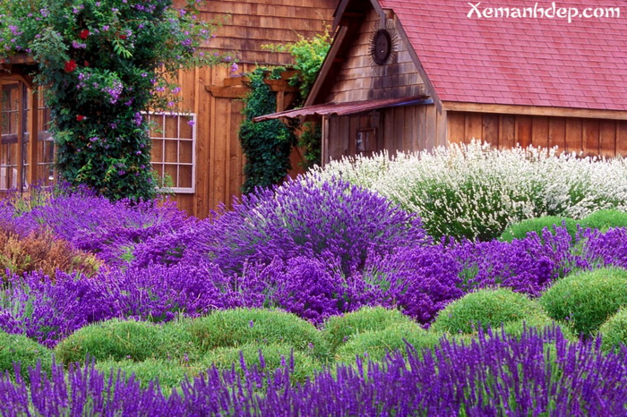 My Amazing Things Blog: Beautiful flower garden photos