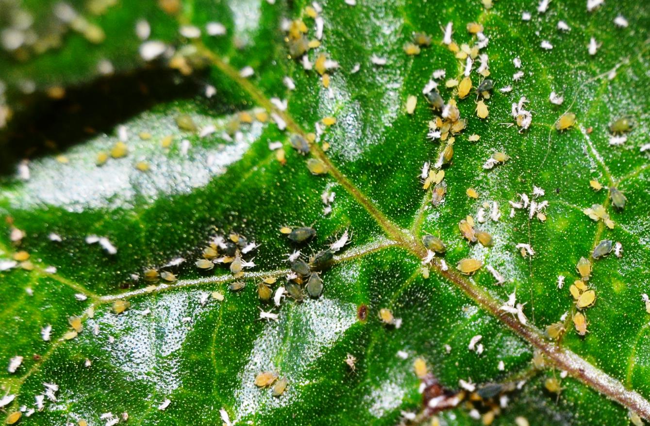 Roots 'n' Shoots: Aphids – Pest of the Month