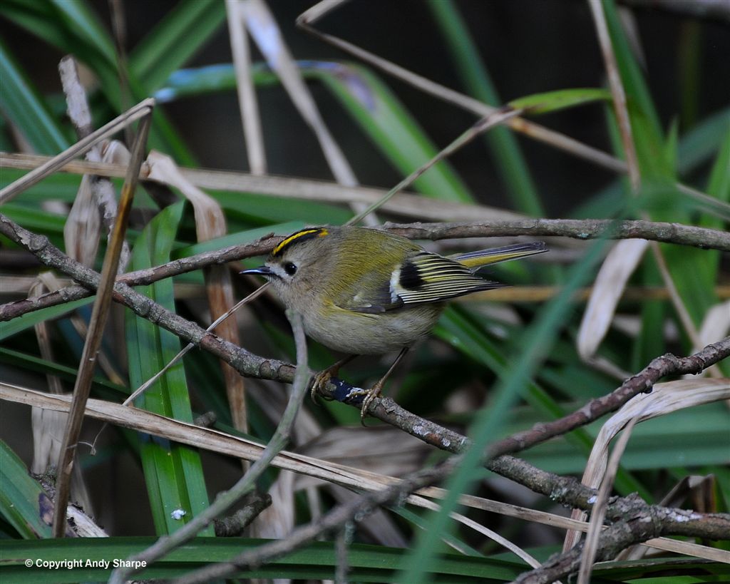 Pilley Bridge Nature Reserve