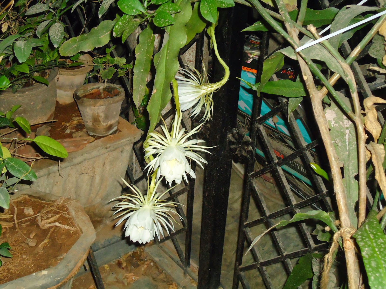 Elevenses: Brahma Kamalam!