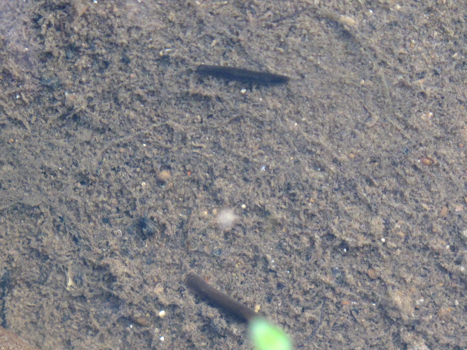 BugBlog: Freshwater Flatworms