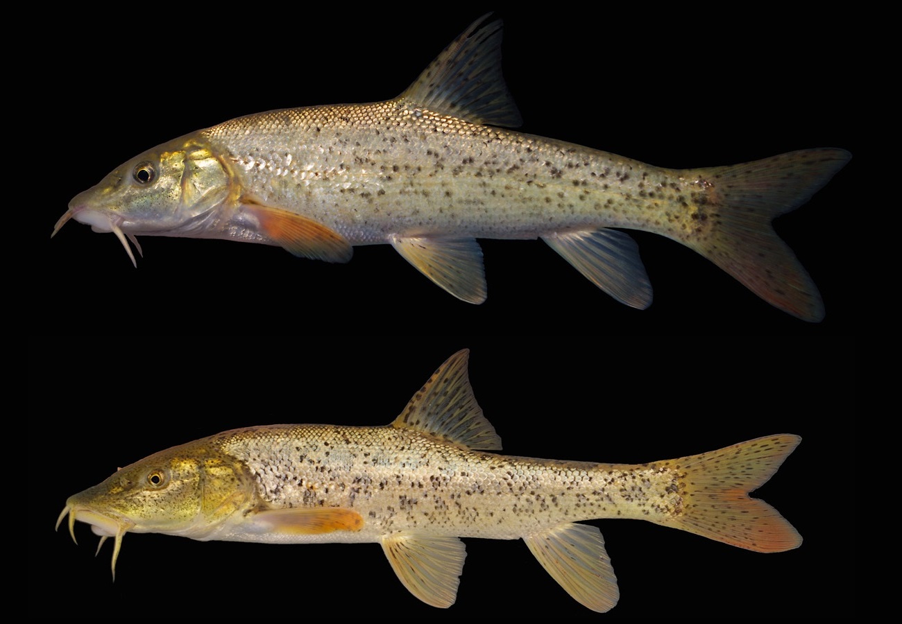 Species New to Science: [Ichthyology • 2018] Barbus anatolicus • A New ...