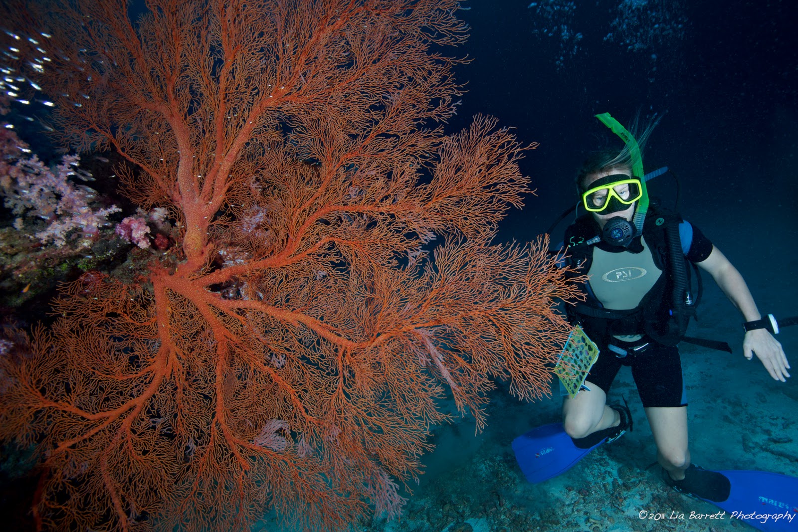 Similan Diving Safaris
