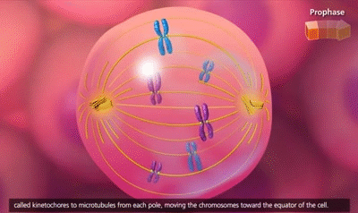 Raptor Science : 7th Grade -Biotechnology