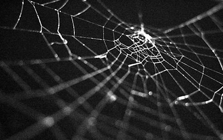 The Presurfer: Spider Webs Lure Prey Using Electrostatic Attraction