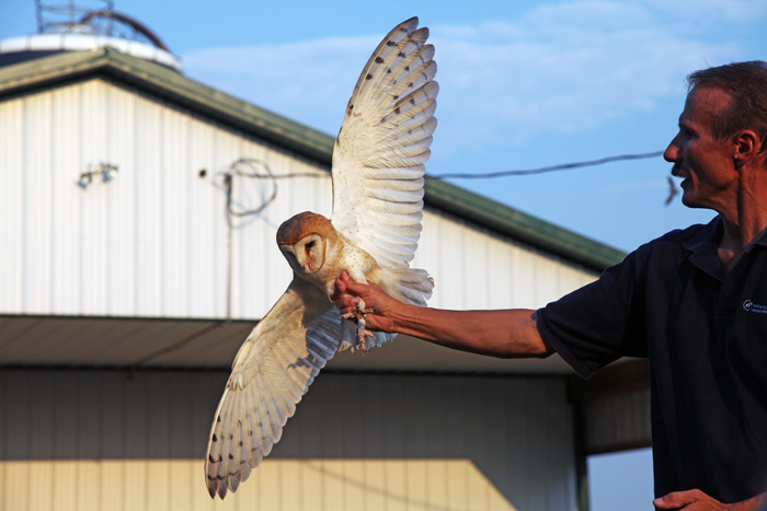 The Baypoll Blog: Barn Owl Banding