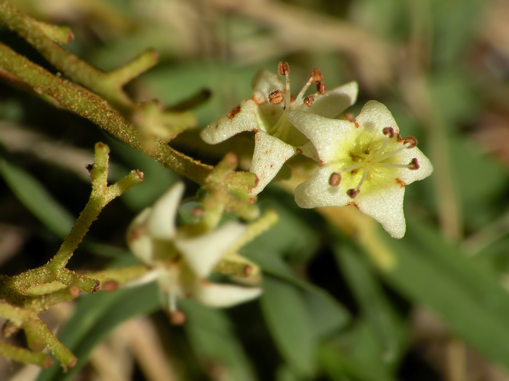 Uruguay's wildlife & Natural sanctuaries - Santuarios naturales & flora ...