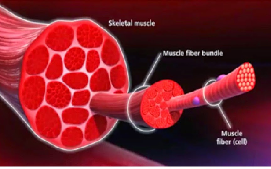 Ala Pelajar: Mekanisme Kerja Otot