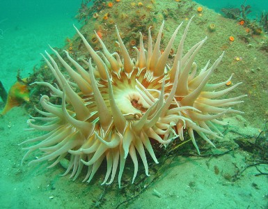 The Beauty of Underwater: Anemon Laut