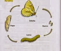 La vida de las mariposas: Como nace una mariposa