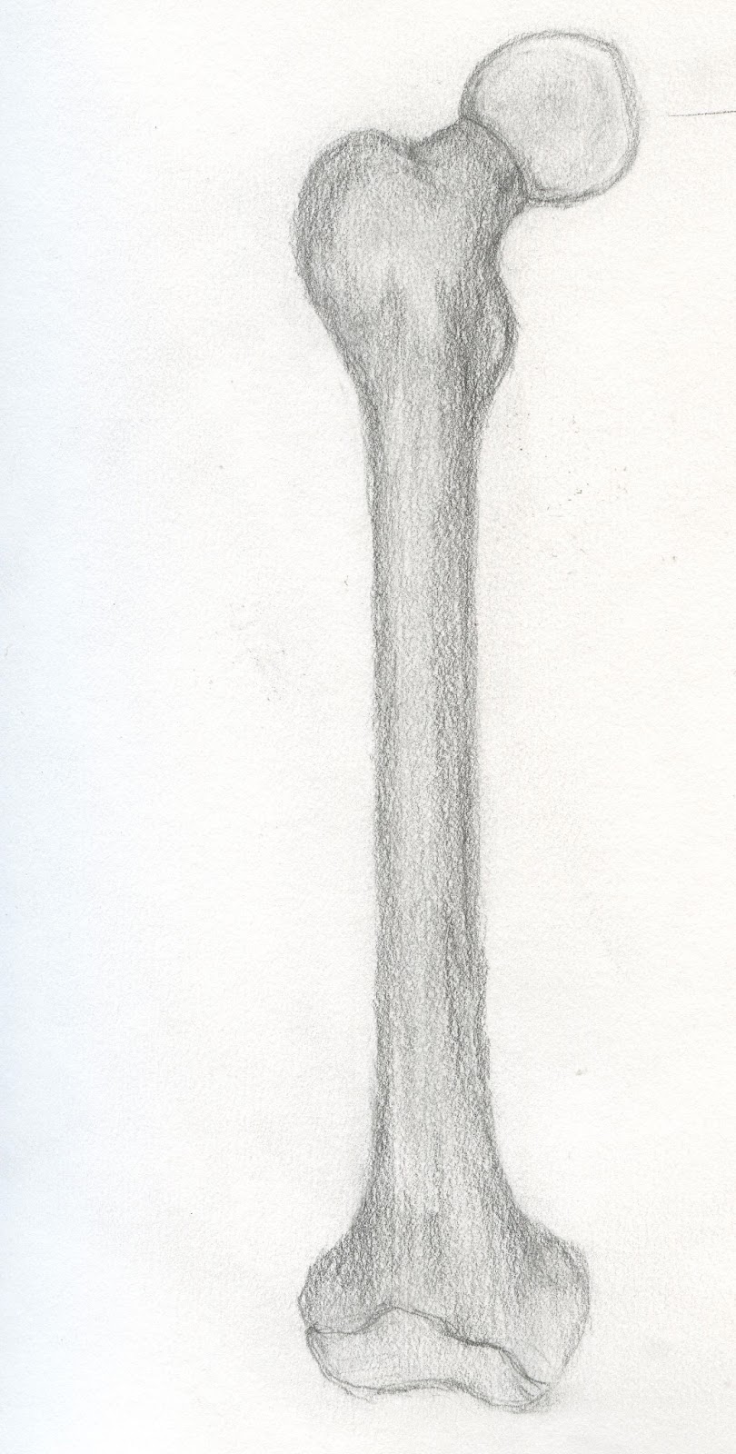 Thomas Grave's Art and Animation: Human Anatomy Drawings