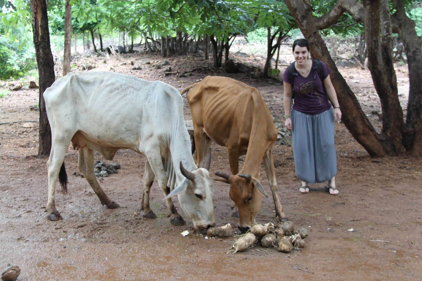 Disfrutando el mundo!: Templo de los Tigres
