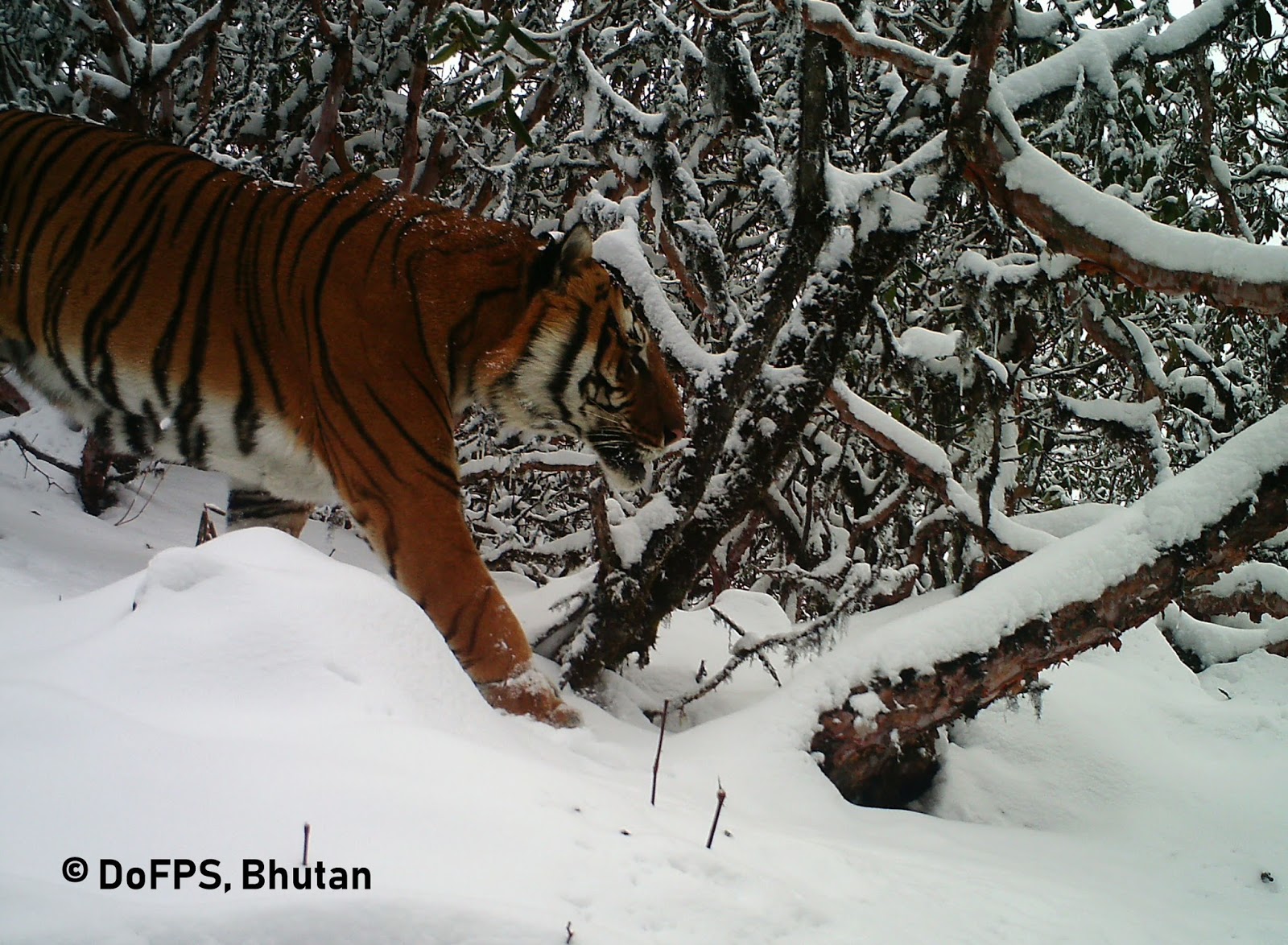 Letro's Journey: Bhutan Radio collars her First Wild Tiger