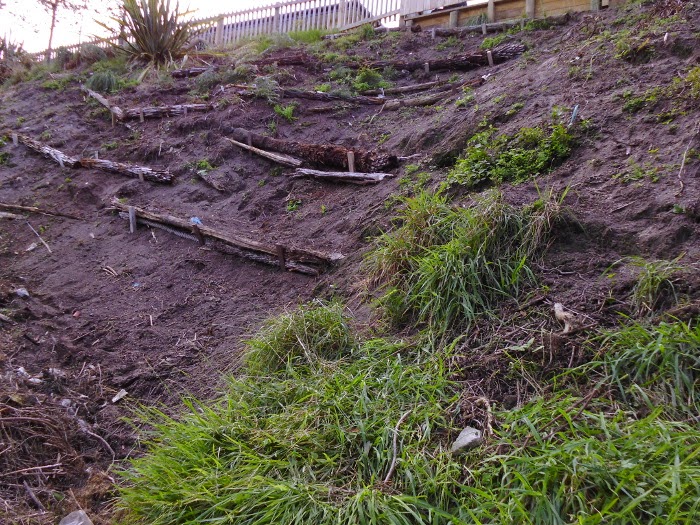 Mangaiti Gully Restoration Group: South-facing gully slope is ready for ...