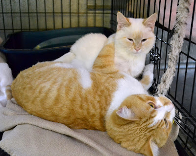 Cats of the Week: Lionel and Cracker Jack - Goathouse Refuge