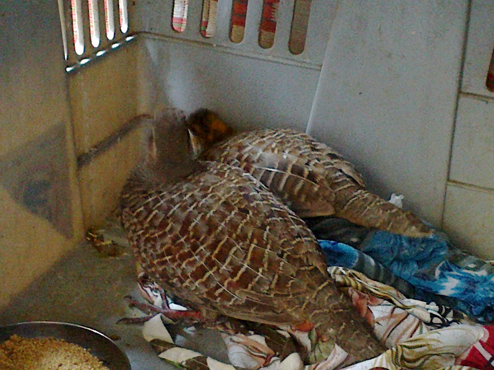 Animal Saving Society Unai Photographs: Photographs of python, viper ...