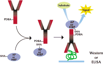 Bio-Resource: Horse Radish Peroxidase (HRP) Mechanism of Action