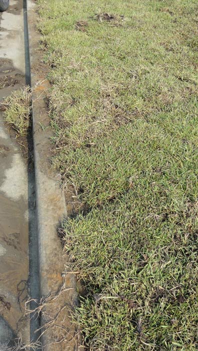 GoGardenNow - The Gardening Blog: A bad job of laying sod.