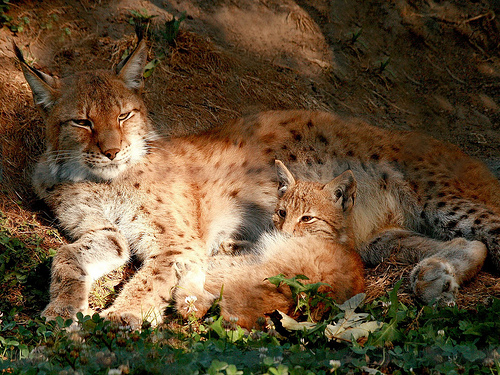 Ovaltes: Alpine Lynx and Desert Lynx Populations In Europe
