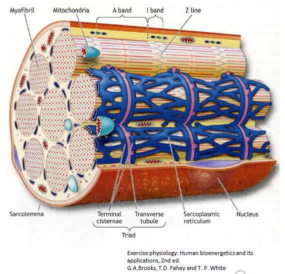 Retículo Sarcoplasmático; Retículo Sarcoplásmico