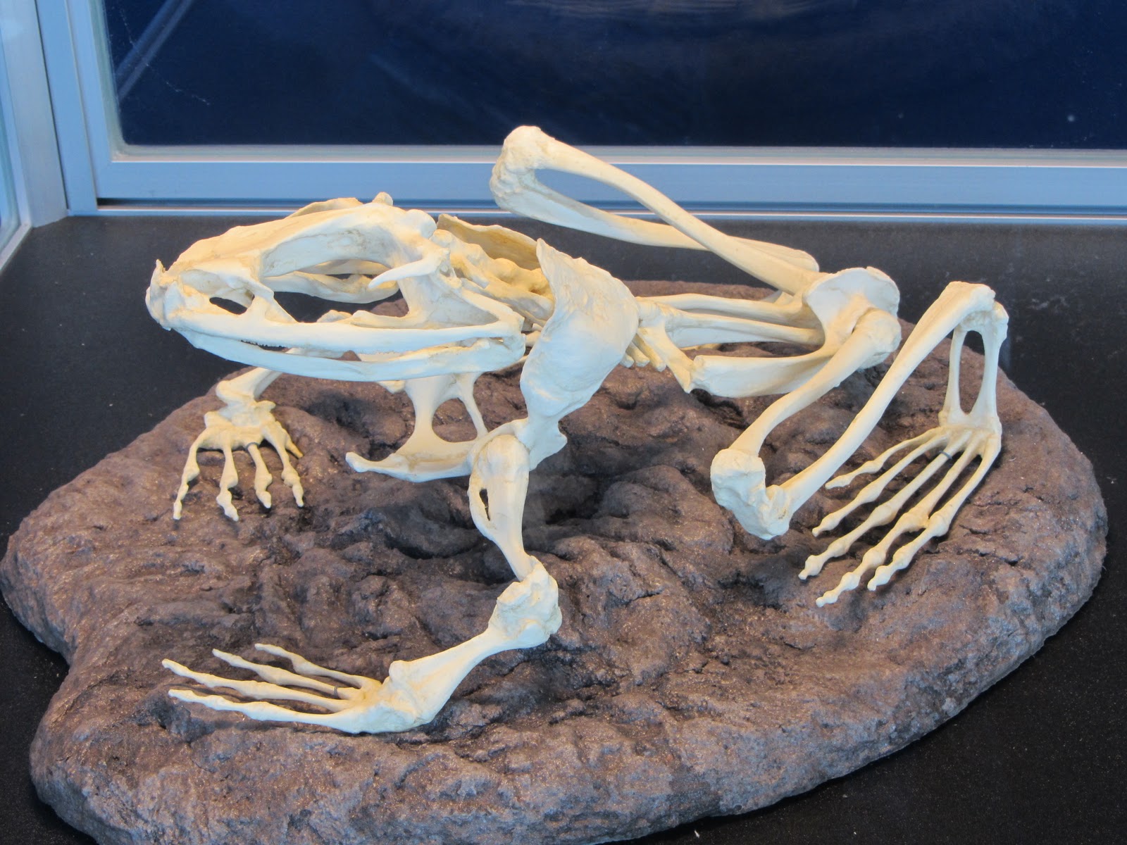 Daniel's Safari: January 2012