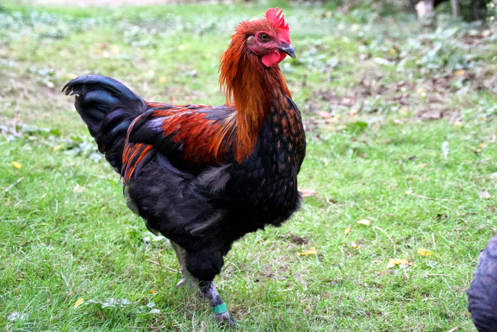 Les poules des Boubous: Poules d'ornements et pondeuses au soleil d'octobre