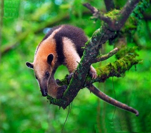 Lenin Cardozo - Entrevistas / Artículos / Videos: Osos Meleros. 1er ...