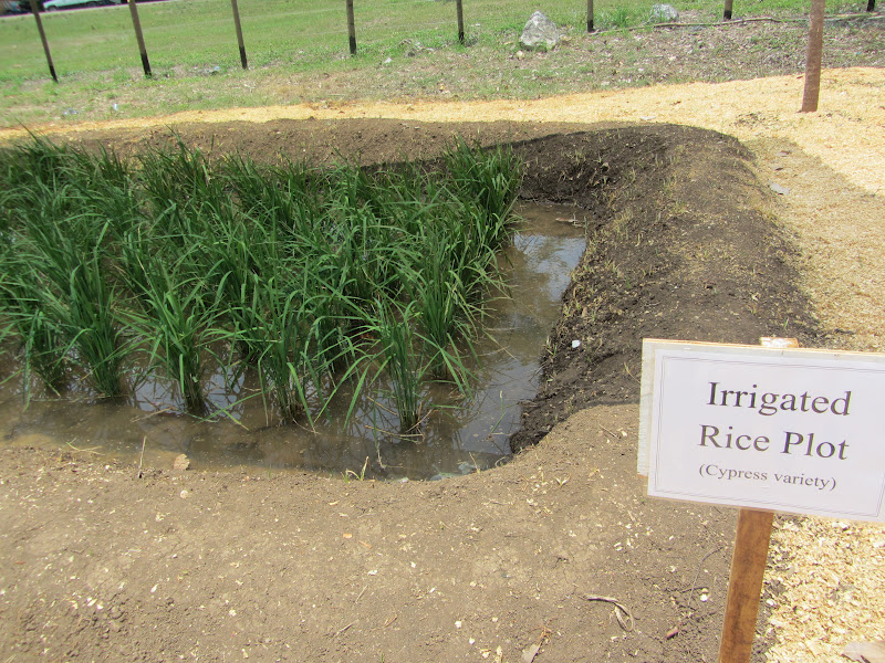 The Animals, The Rodeo, Plants and San Pedrano Sightings at the 2012 ...