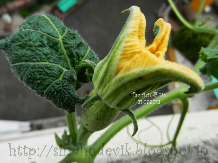 Pumpkin Story: Part 2 - DeSi Abhivyakti