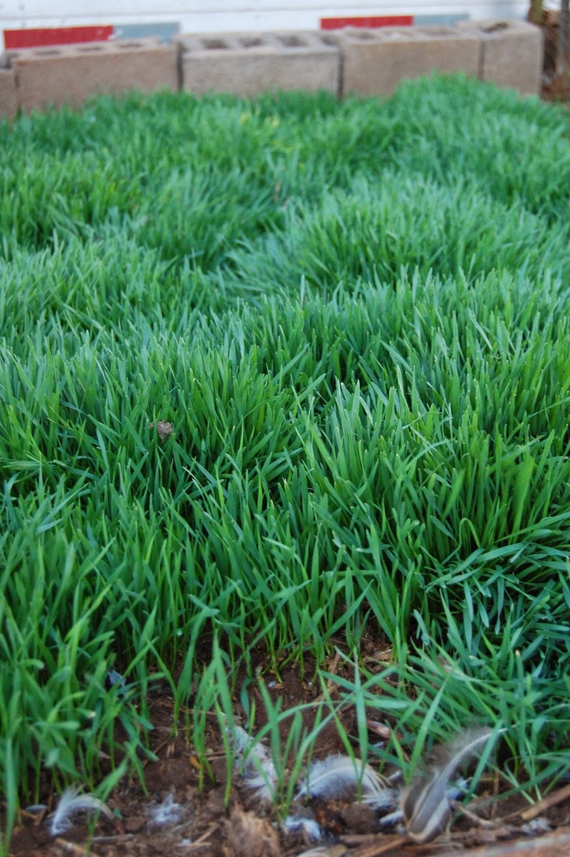 Texas Rebel Girl: Grow Your Own Wheatgrass Patch