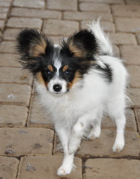 Road's End Papillons : Papillon, Phalene Hair, Coat, (Fur )Development