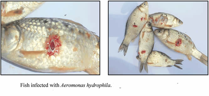 Abdur Rasyid Fadila: Bakteri Aeromonas Hydrophila