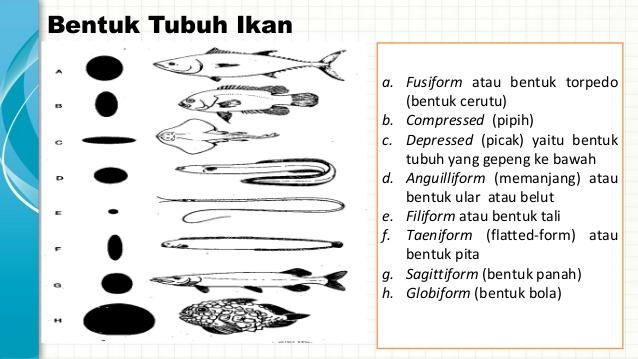 blog guru perikanan: Morfologi ikan