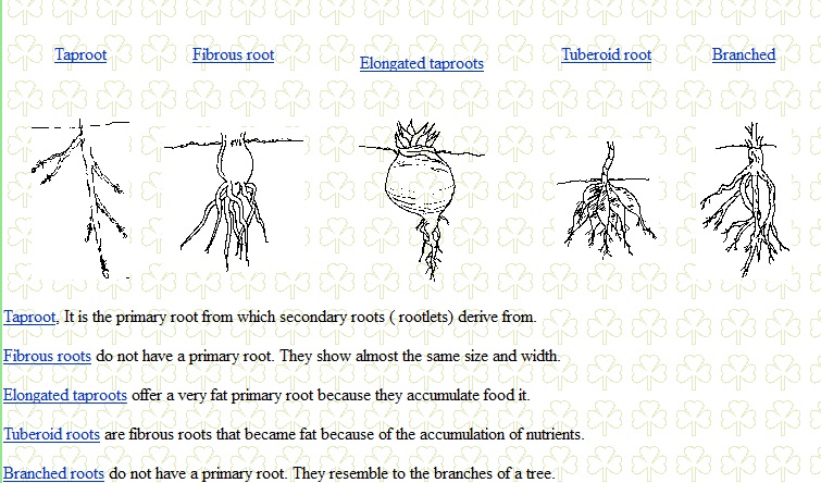 BIOLOJOY: Roots and Types of roots