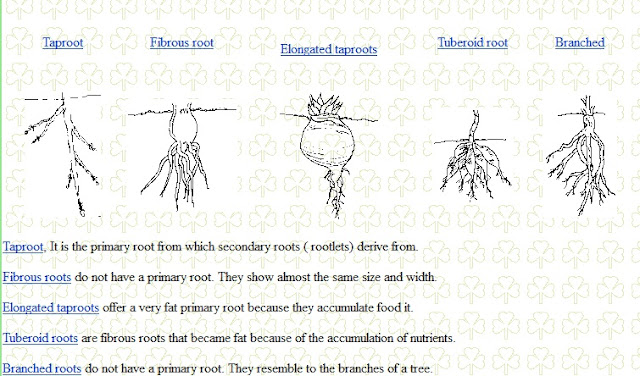BIOLOJOY: Roots and Types of roots