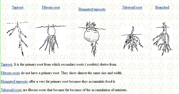 BIOLOJOY: Roots and Types of roots