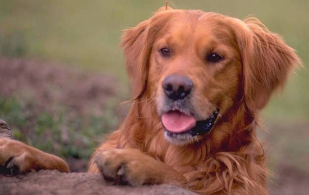 Golden Retriever: Caracteristicas de la raza Golden Retiever