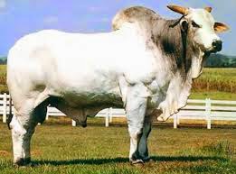 Raza Nelore: Características