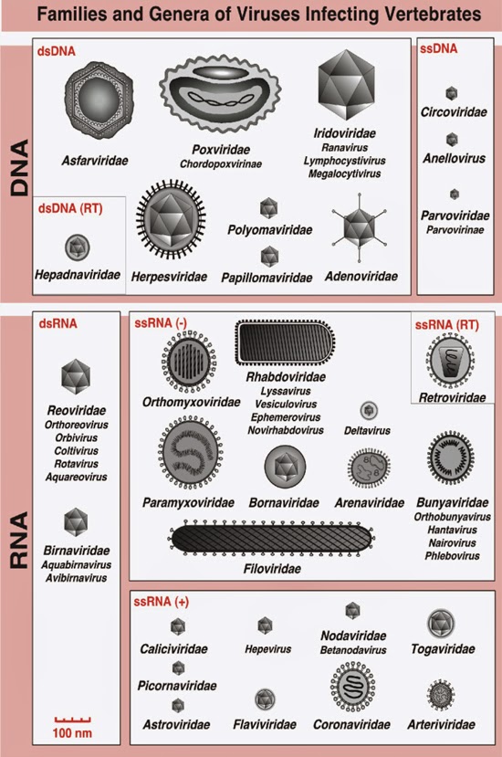 microbiology: Classification of Viruses