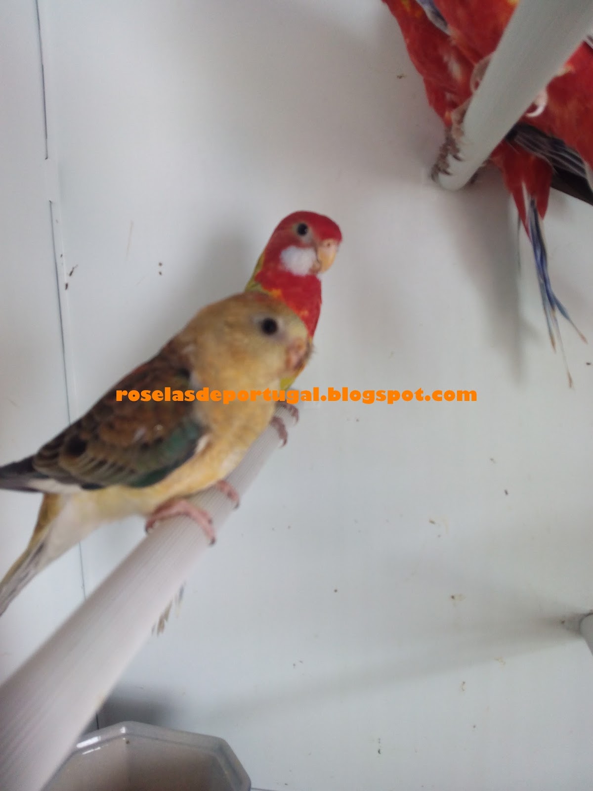 Roselas de Portugal: Disponíveis varias Roselas Omnicolor Pastel, Opalinas e Opalinas Canela ...