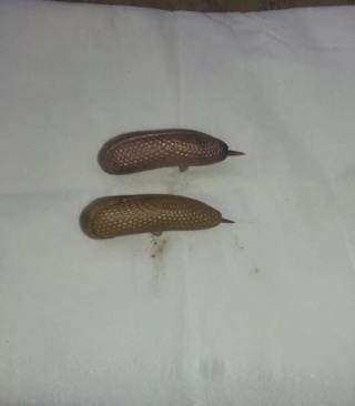 Kepompong Wesi Kuning - Mustika Alam | Batu Mustika | Benda Bertuah ...