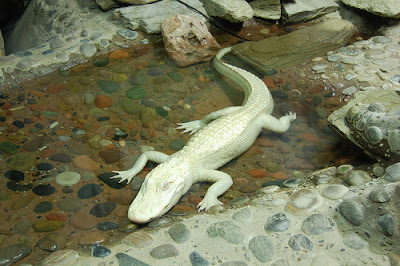 Animals World: white alligator